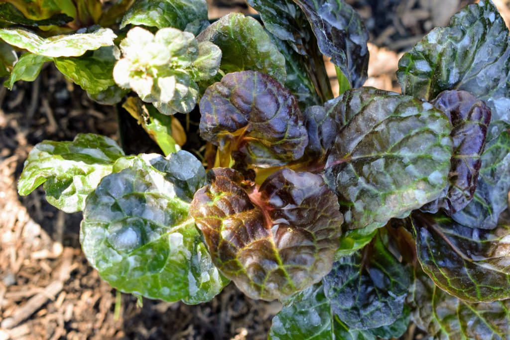 The Martha Stewart Blog : Blog Archive Planting Ajuga in the Pergola ...