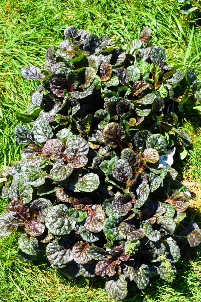 Planting Ajuga in the Pergola Garden - The Martha Stewart Blog