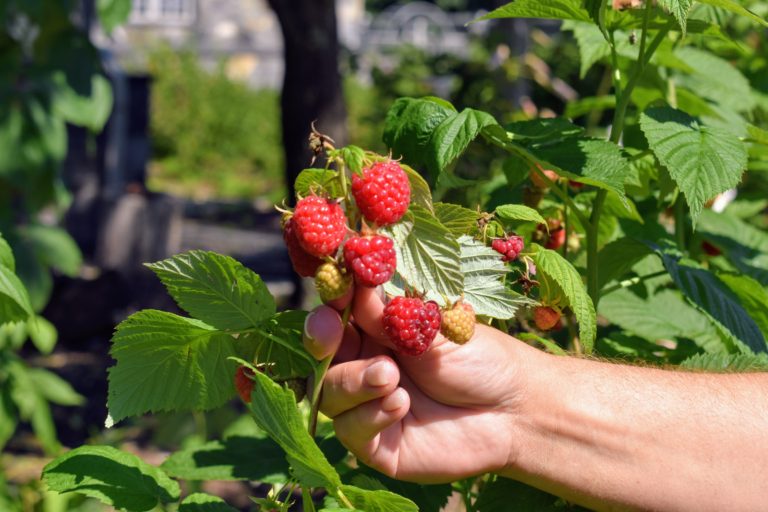 Picking the Season's Raspberries at My Farm - The Martha Stewart Blog