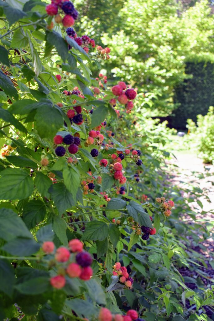 Picking the Season's Raspberries at My Farm - The Martha Stewart Blog