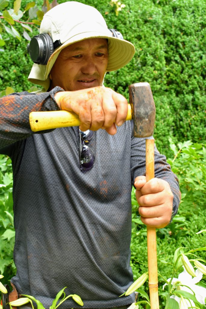 Staking the Lilies in My Summer House Garden - The Martha Stewart Blog