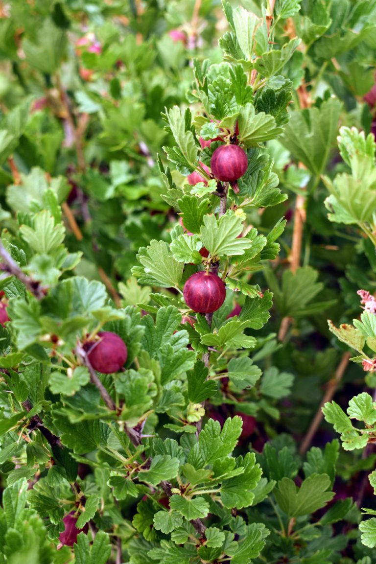 Picking Summer Gooseberries - The Martha Stewart Blog