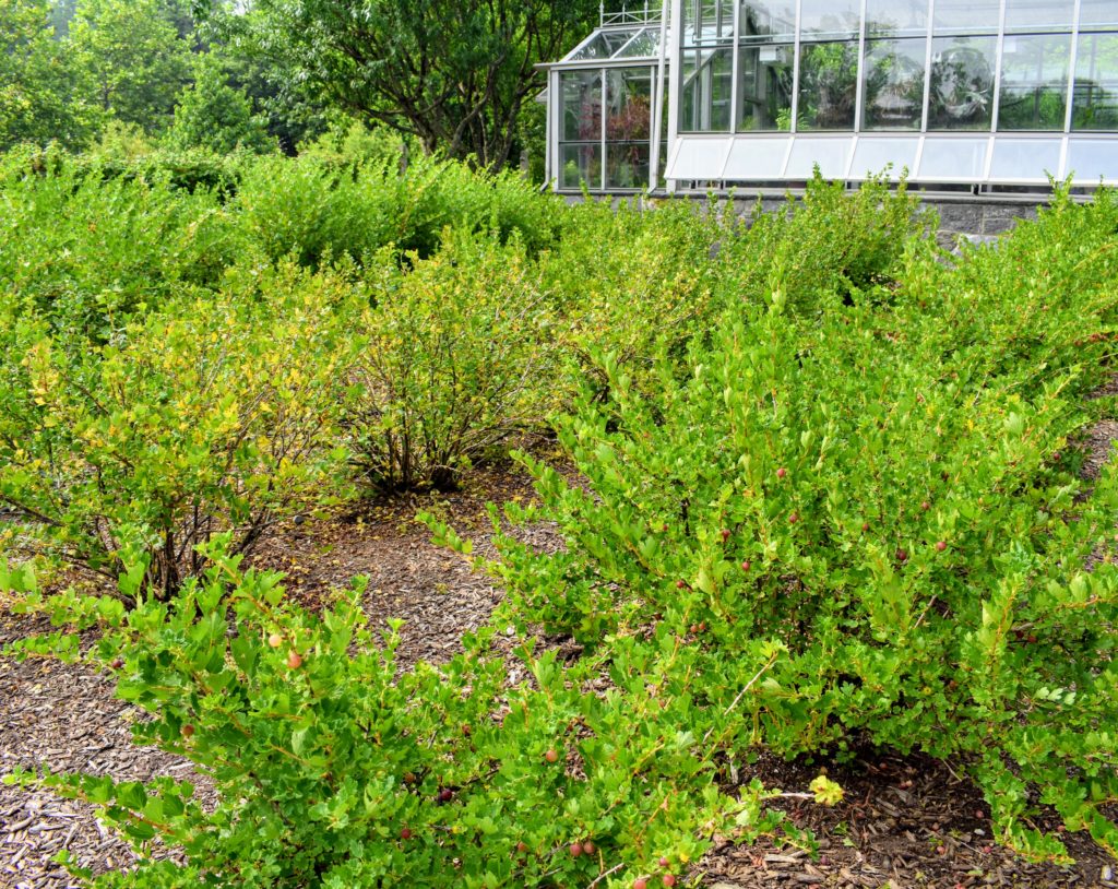 The Martha Stewart Blog : Blog Archive Picking Summer Gooseberries ...