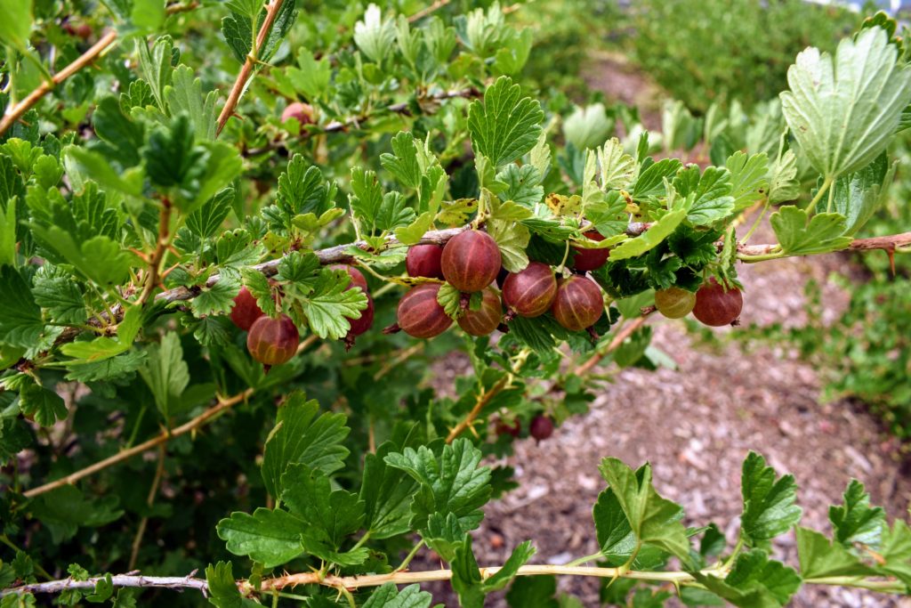 The Martha Stewart Blog : Blog Archive Picking Summer Gooseberries ...