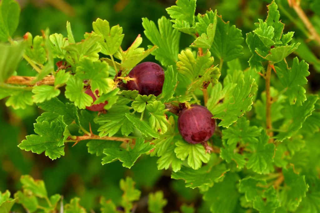 Picking Summer Gooseberries - The Martha Stewart Blog
