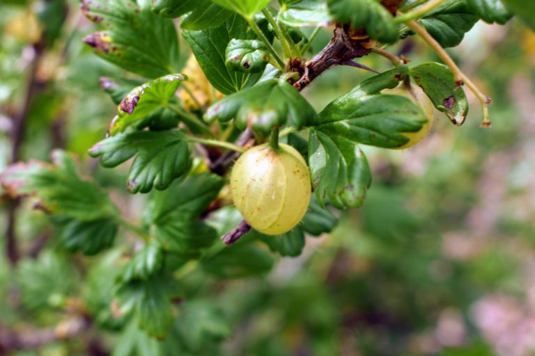 The Martha Stewart Blog : Blog Archive Picking Summer Gooseberries ...