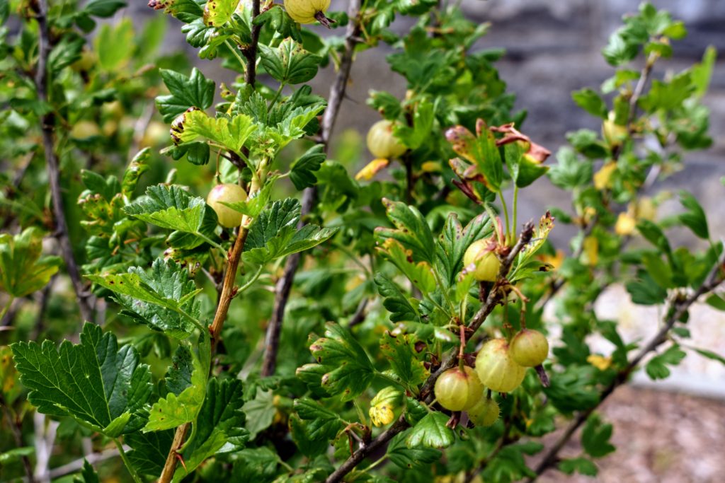 The Martha Stewart Blog : Blog Archive Picking Summer Gooseberries ...