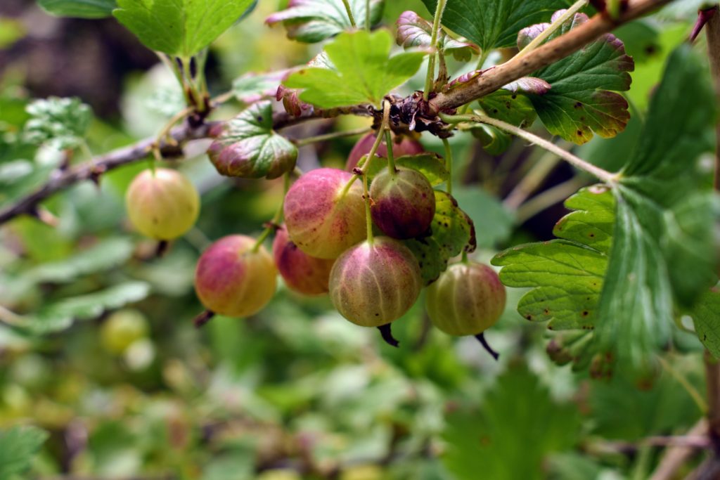 Picking Summer Gooseberries - The Martha Stewart Blog