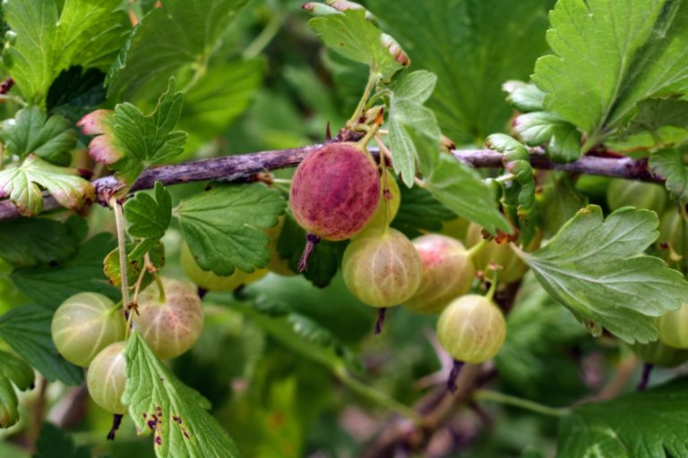 Picking Summer Gooseberries - The Martha Stewart Blog