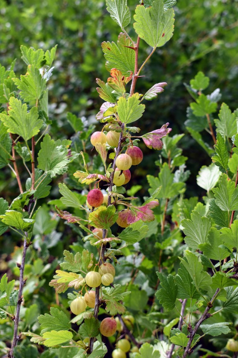 Picking Summer Gooseberries - The Martha Stewart Blog