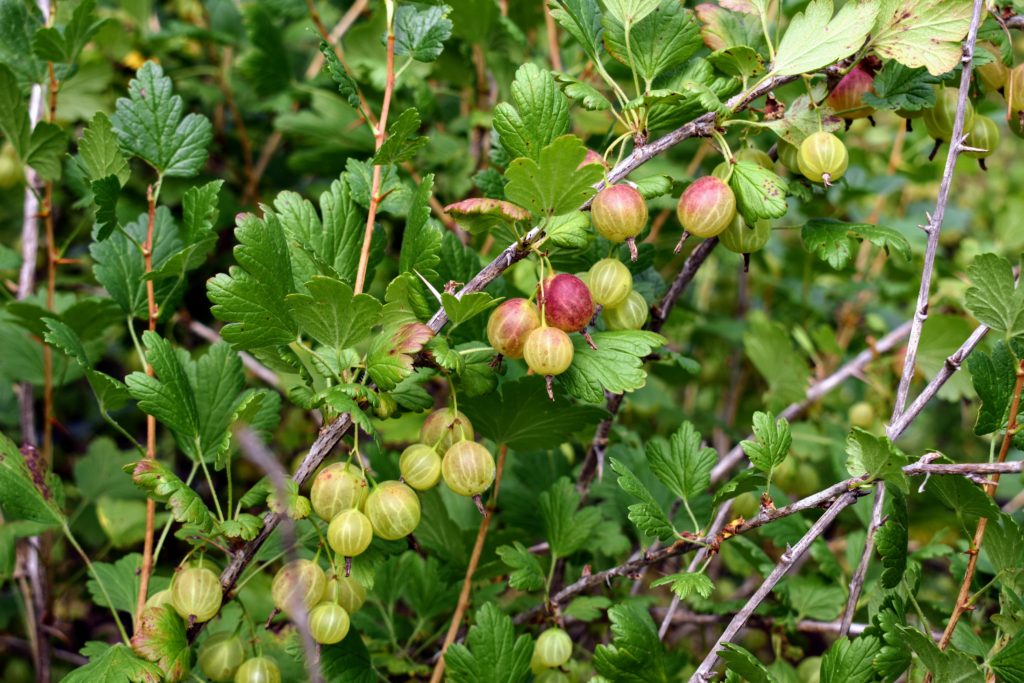 Picking Summer Gooseberries - The Martha Stewart Blog