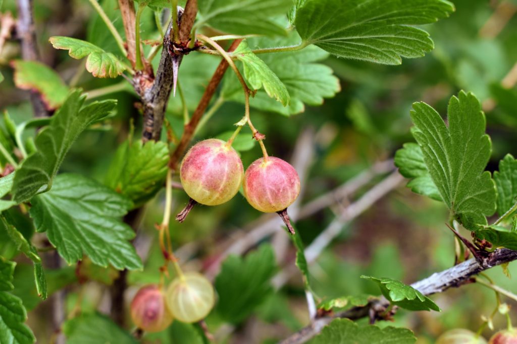 The Martha Stewart Blog : Blog Archive Picking Summer Gooseberries ...