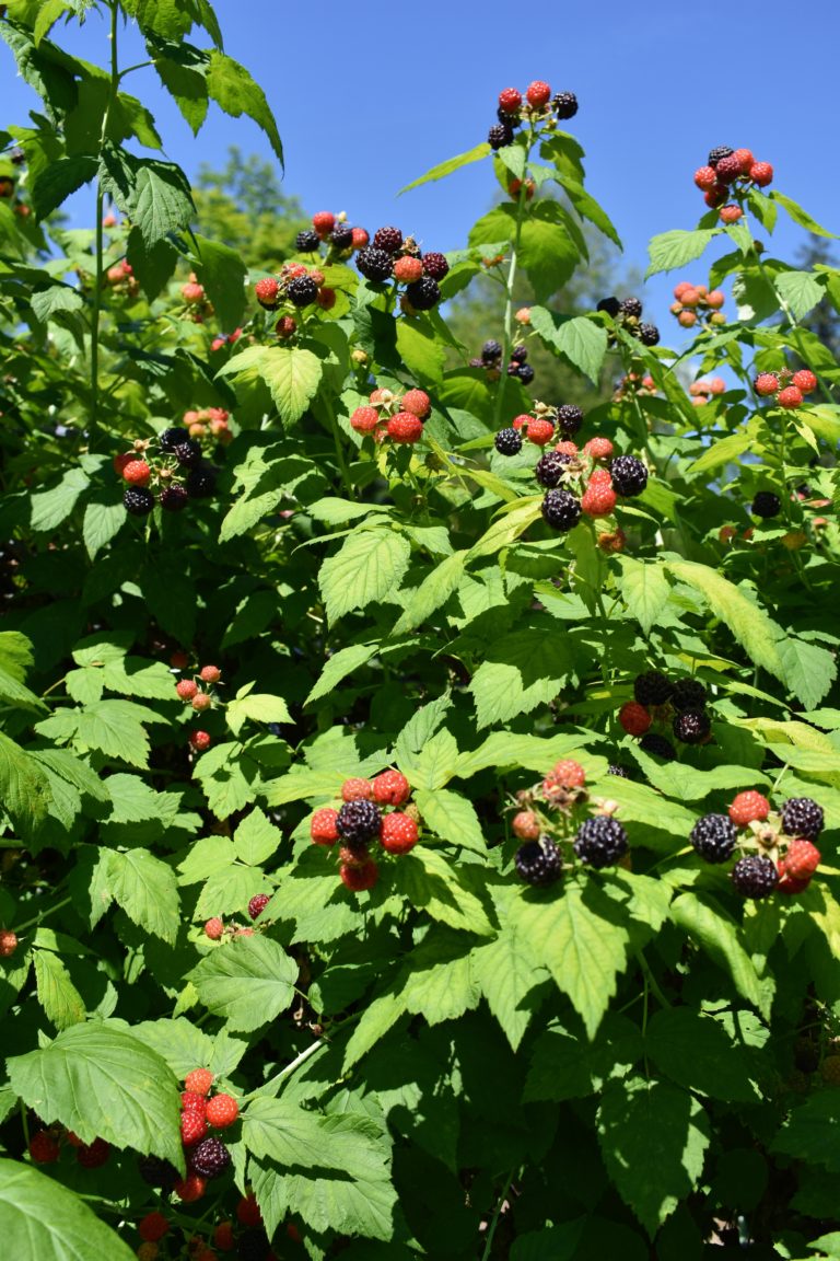 Picking the Season's Raspberries at My Farm - The Martha Stewart Blog
