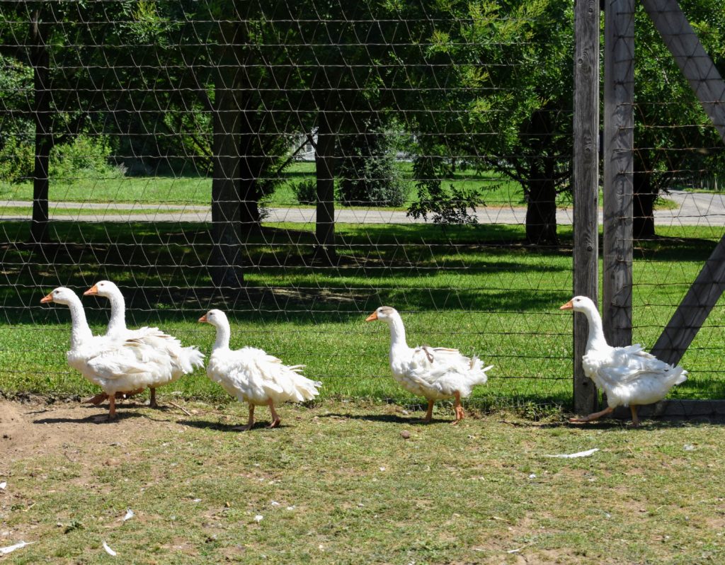 An Update on My Sebastopol Geese - The Martha Stewart Blog