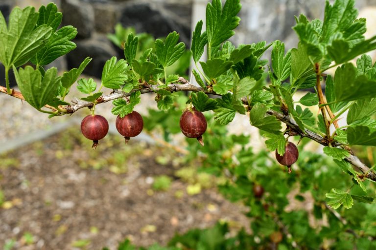 Picking Summer Gooseberries - The Martha Stewart Blog