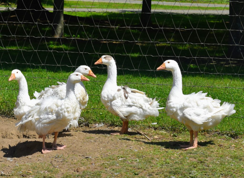 The Martha Stewart Blog : Blog Archive An Update on My Sebastopol Geese ...