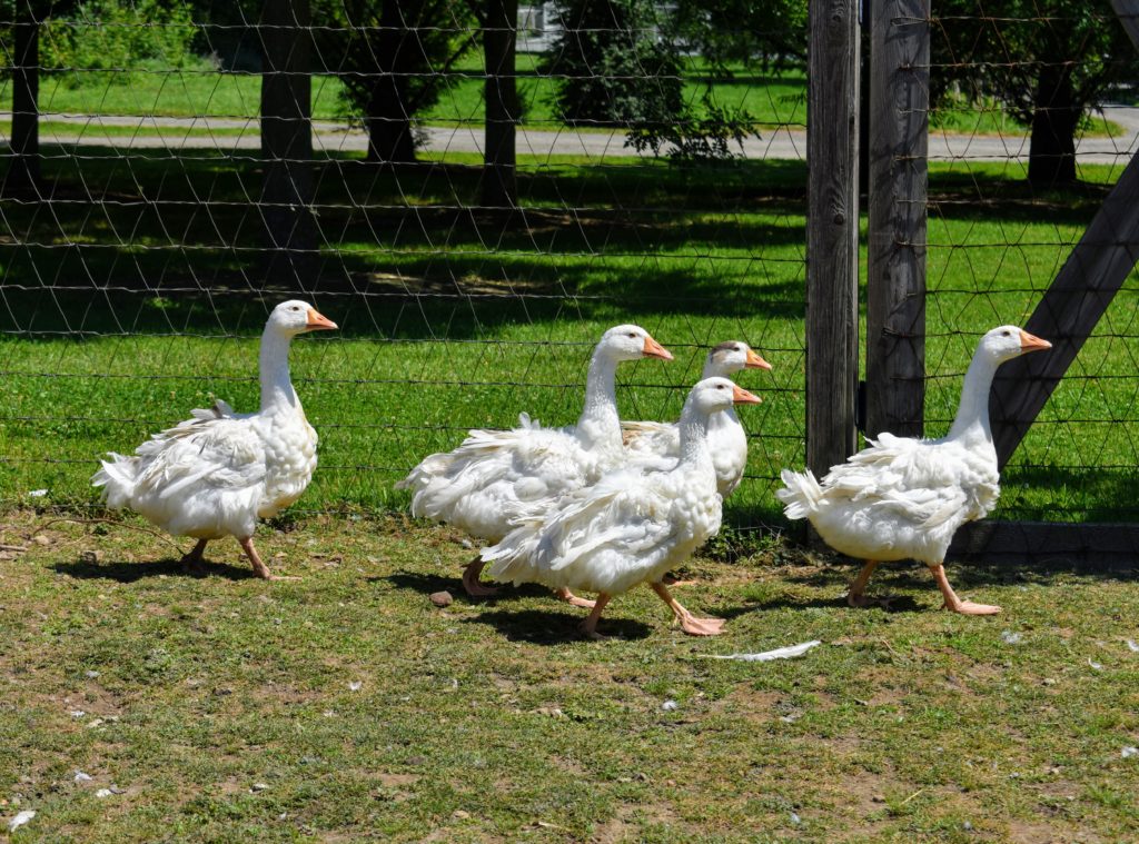 An Update on My Sebastopol Geese - The Martha Stewart Blog
