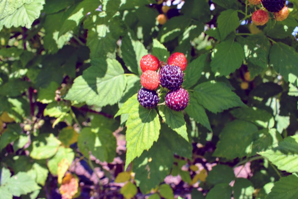 Picking the Season's Raspberries at My Farm - The Martha Stewart Blog