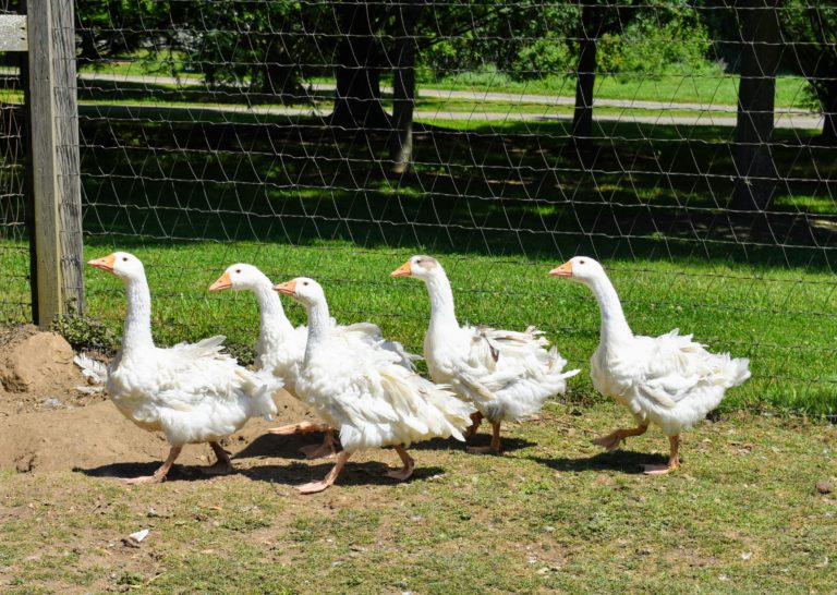 An Update on My Sebastopol Geese - The Martha Stewart Blog
