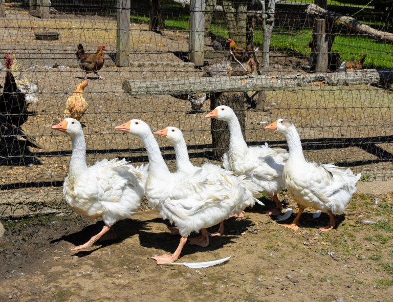 An Update on My Sebastopol Geese - The Martha Stewart Blog