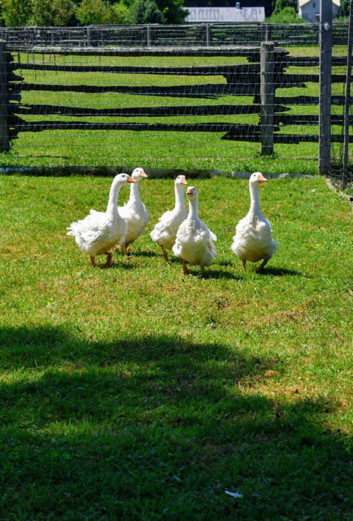 An Update on My Sebastopol Geese - The Martha Stewart Blog