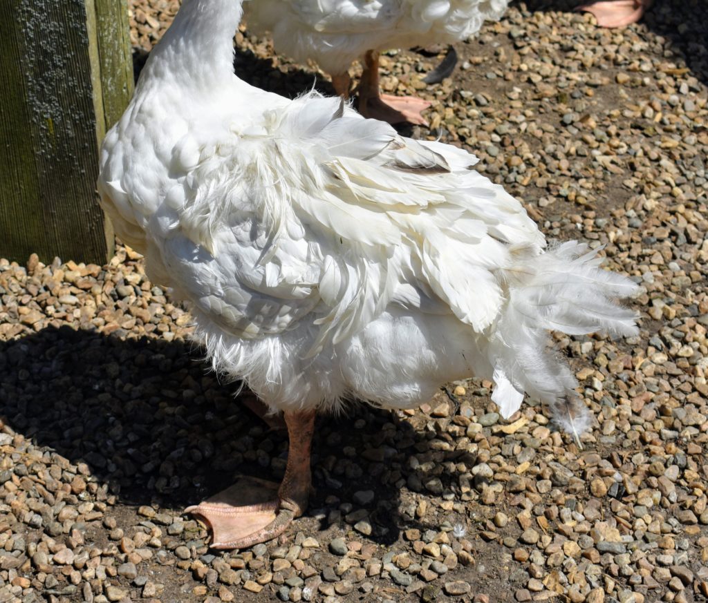 The Martha Stewart Blog : Blog Archive An Update on My Sebastopol Geese ...