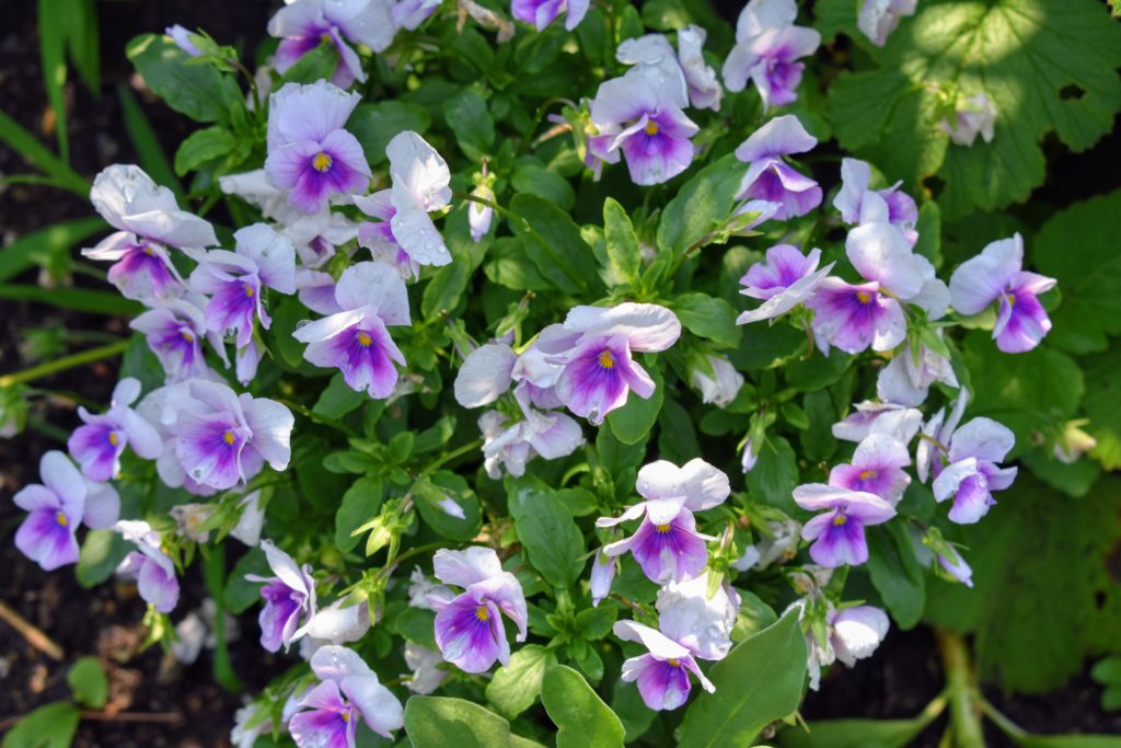 Early July Blooms in My Flower Garden - The Martha Stewart Blog