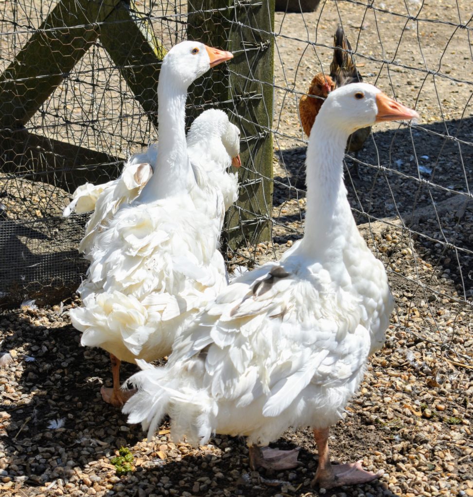 An Update on My Sebastopol Geese - The Martha Stewart Blog