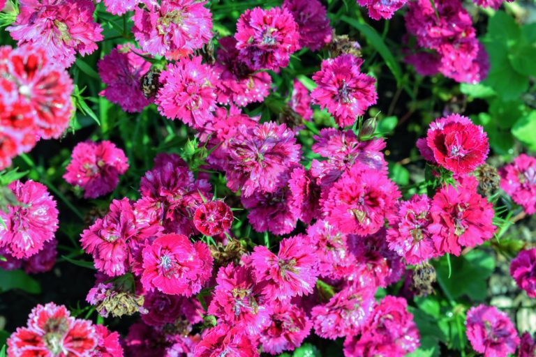 Early July Blooms in My Flower Garden - The Martha Stewart Blog