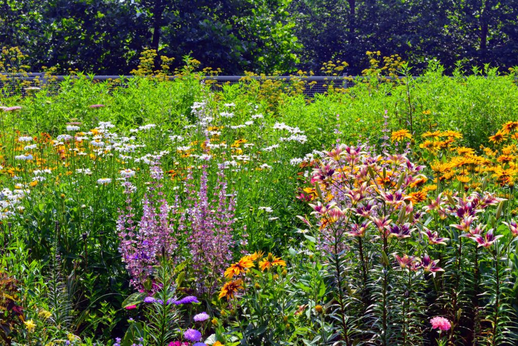 Early July Blooms in My Flower Garden - The Martha Stewart Blog