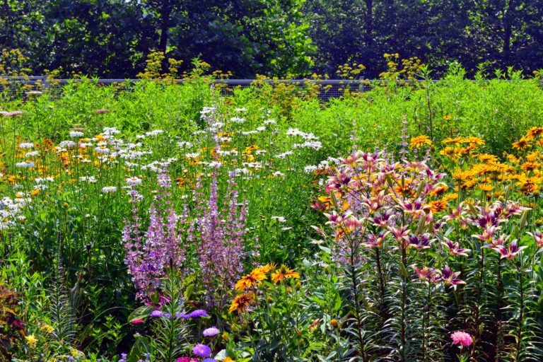 Early July Blooms in My Flower Garden - The Martha Stewart Blog