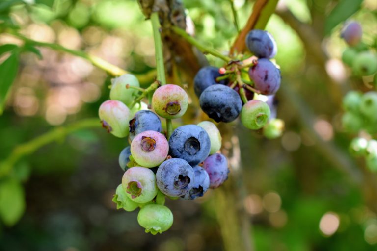 Picking the Season's Blueberries - The Martha Stewart Blog