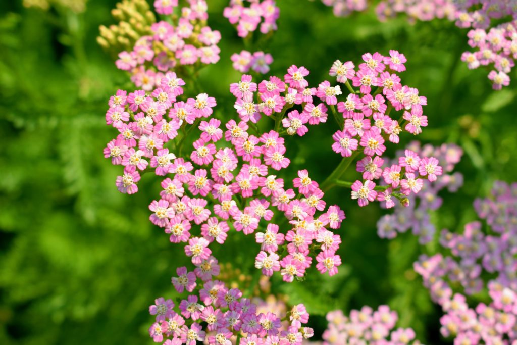 Early July Blooms in My Flower Garden - The Martha Stewart Blog