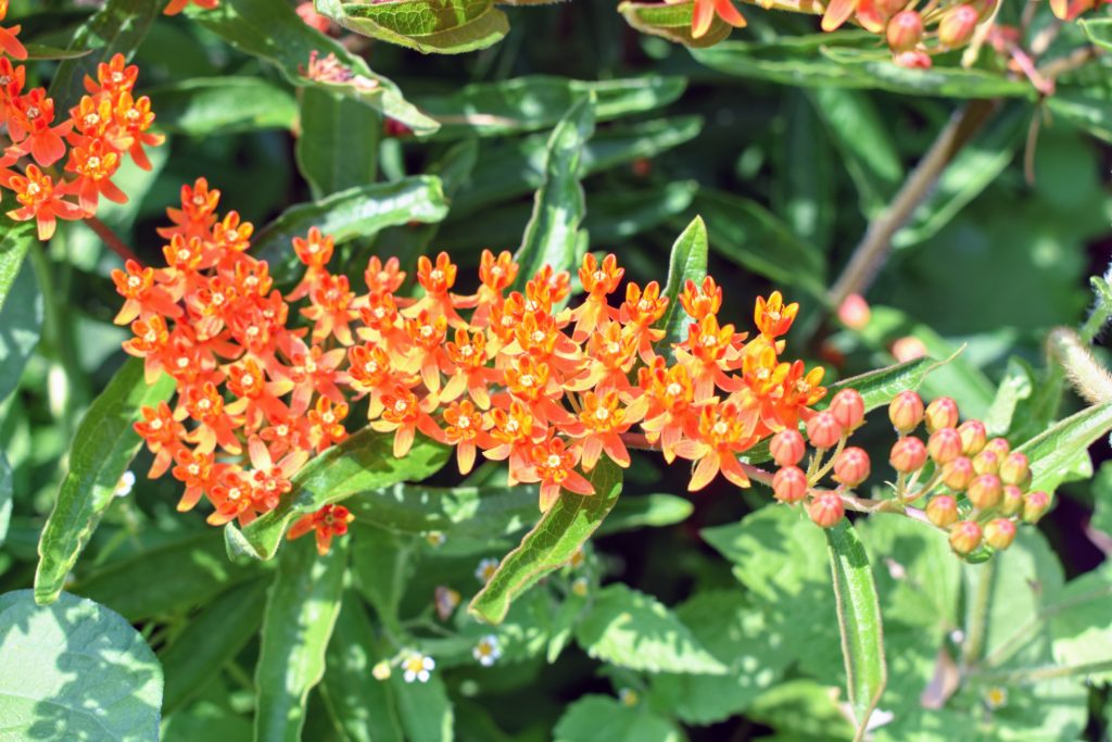 Early July Blooms in My Flower Garden - The Martha Stewart Blog