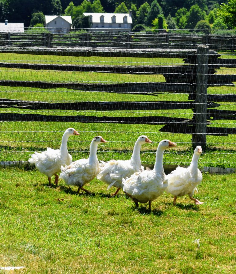 An Update on My Sebastopol Geese - The Martha Stewart Blog