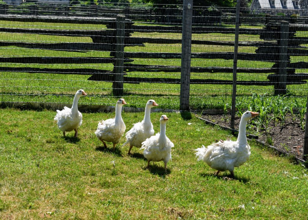 An Update on My Sebastopol Geese - The Martha Stewart Blog