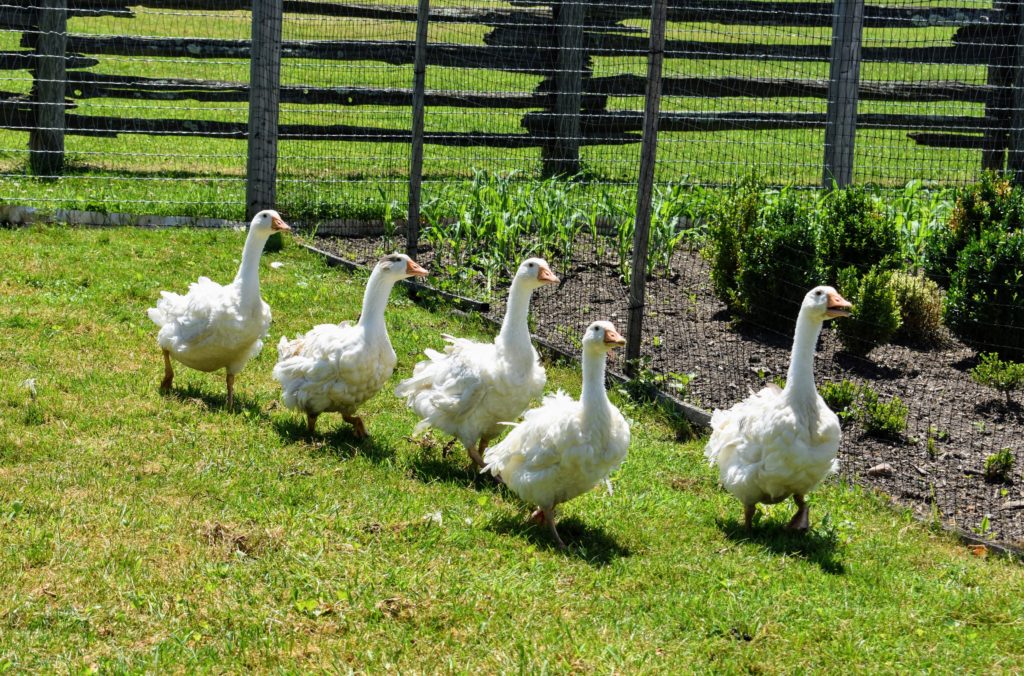 An Update on My Sebastopol Geese - The Martha Stewart Blog