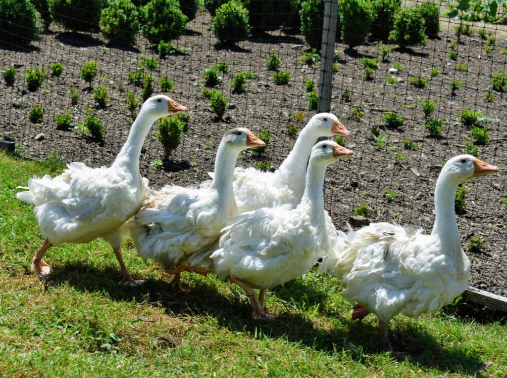 An Update on My Sebastopol Geese - The Martha Stewart Blog