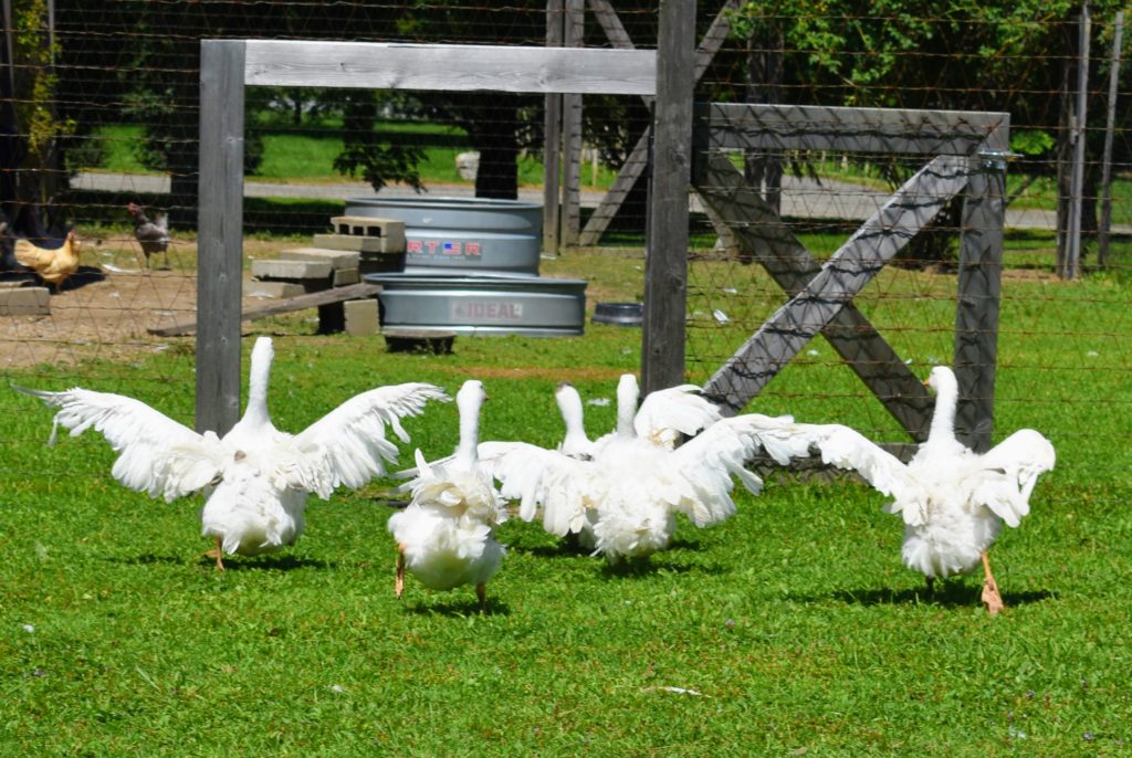 The Martha Stewart Blog : Blog Archive An Update on My Sebastopol Geese ...