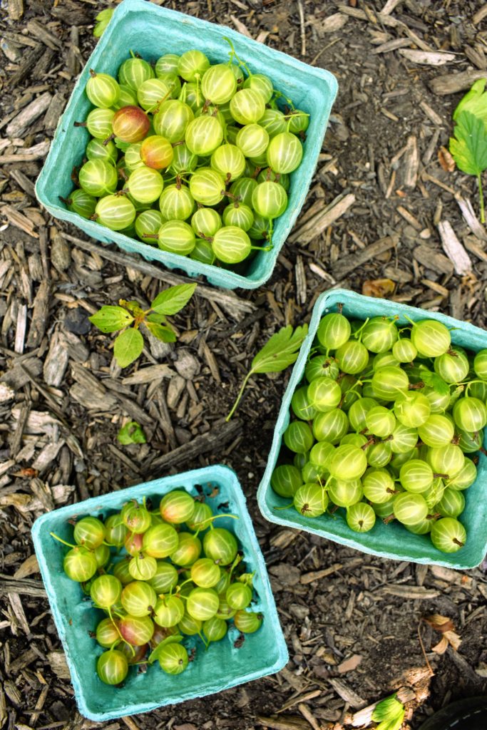 Picking Summer Gooseberries - The Martha Stewart Blog