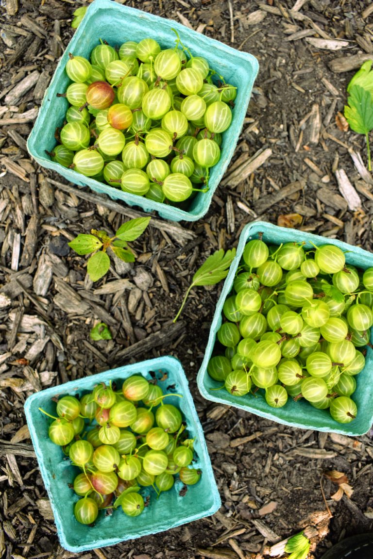 The Martha Stewart Blog : Blog Archive Picking Summer Gooseberries ...