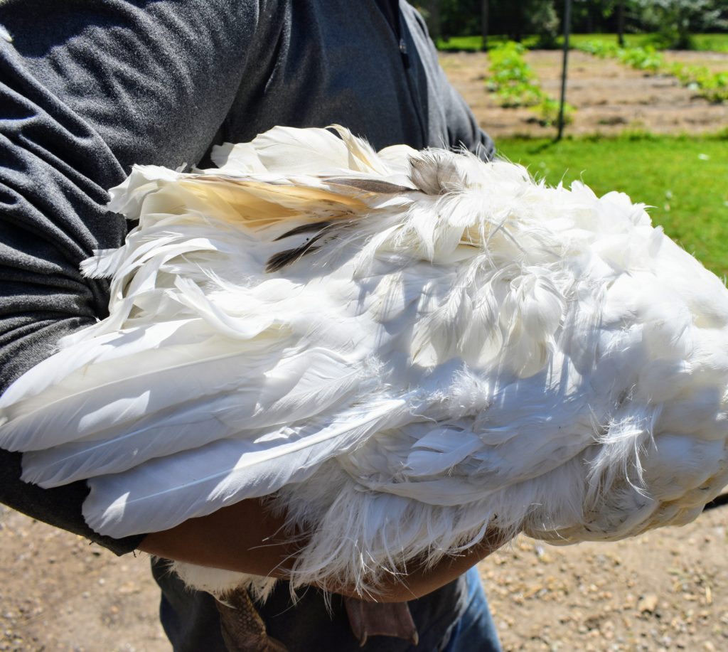 An Update on My Sebastopol Geese - The Martha Stewart Blog