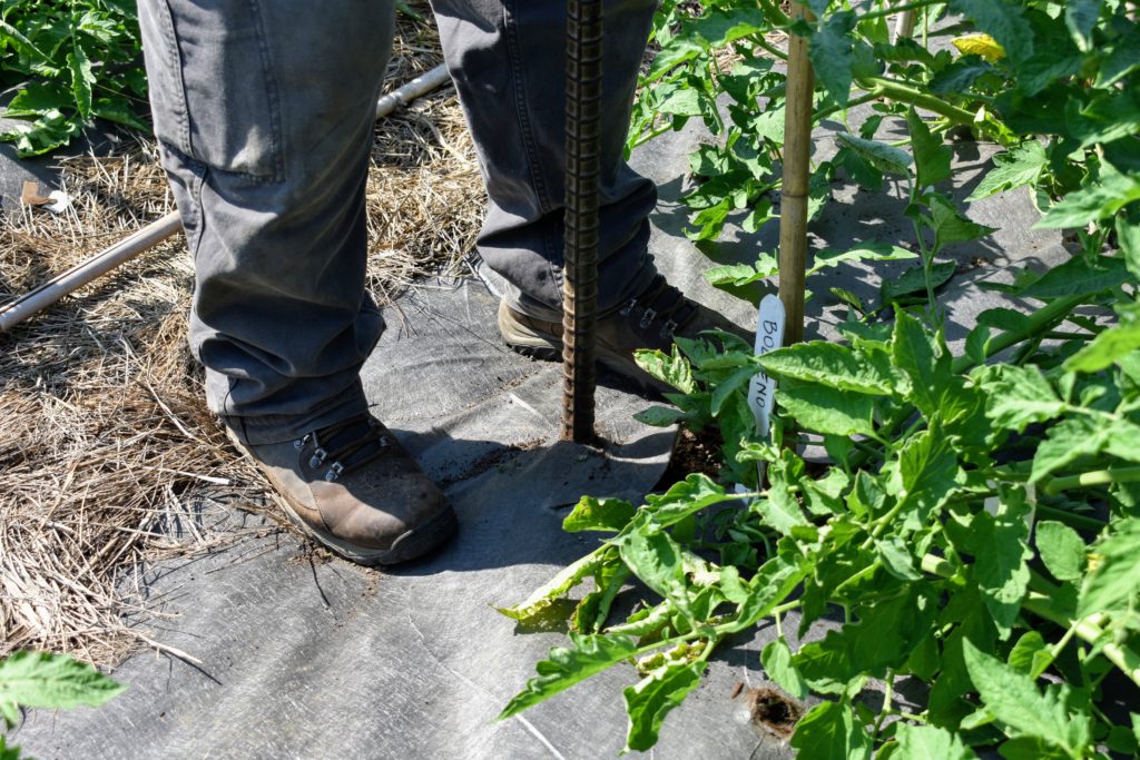 Staking the Growing Tomato Plants - The Martha Stewart Blog
