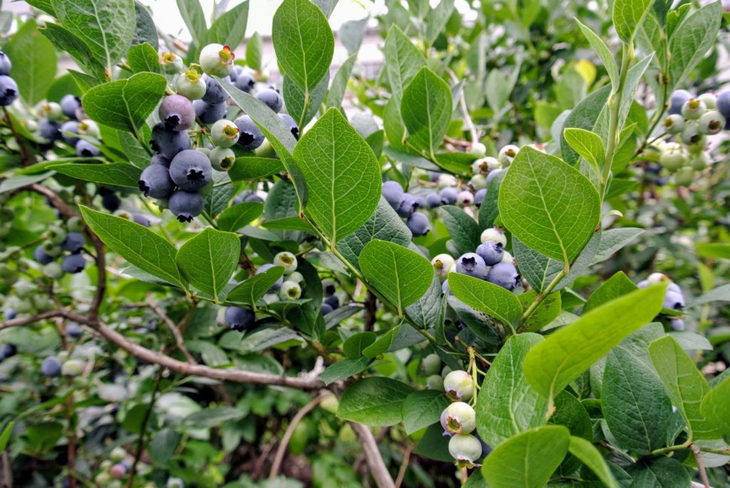 Picking the Season's Blueberries - The Martha Stewart Blog