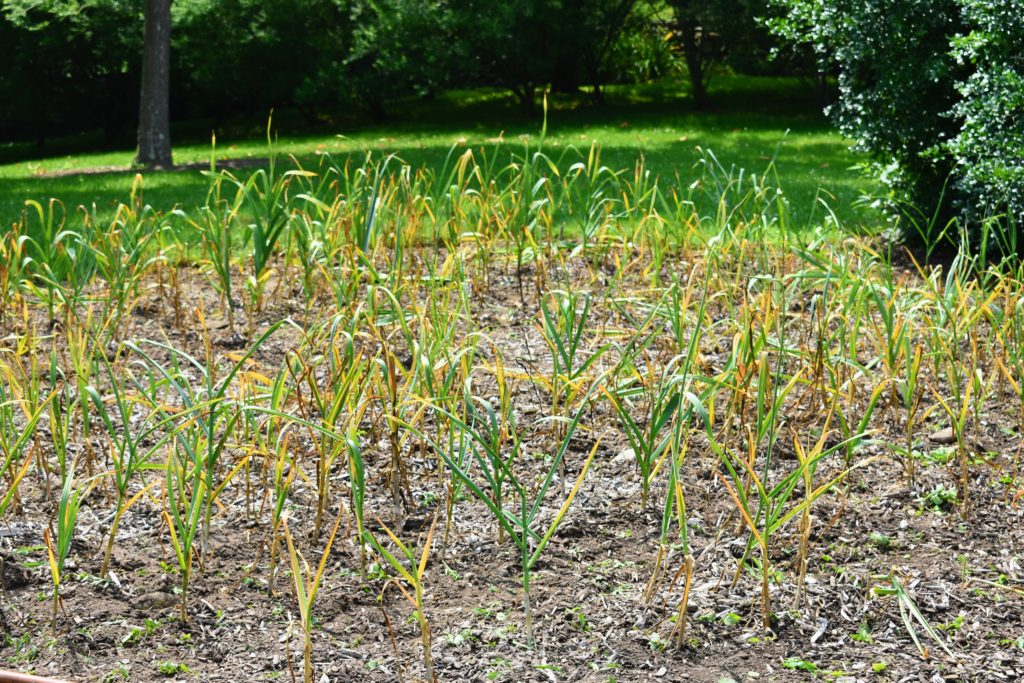 Harvesting the Season's Garlic - The Martha Stewart Blog