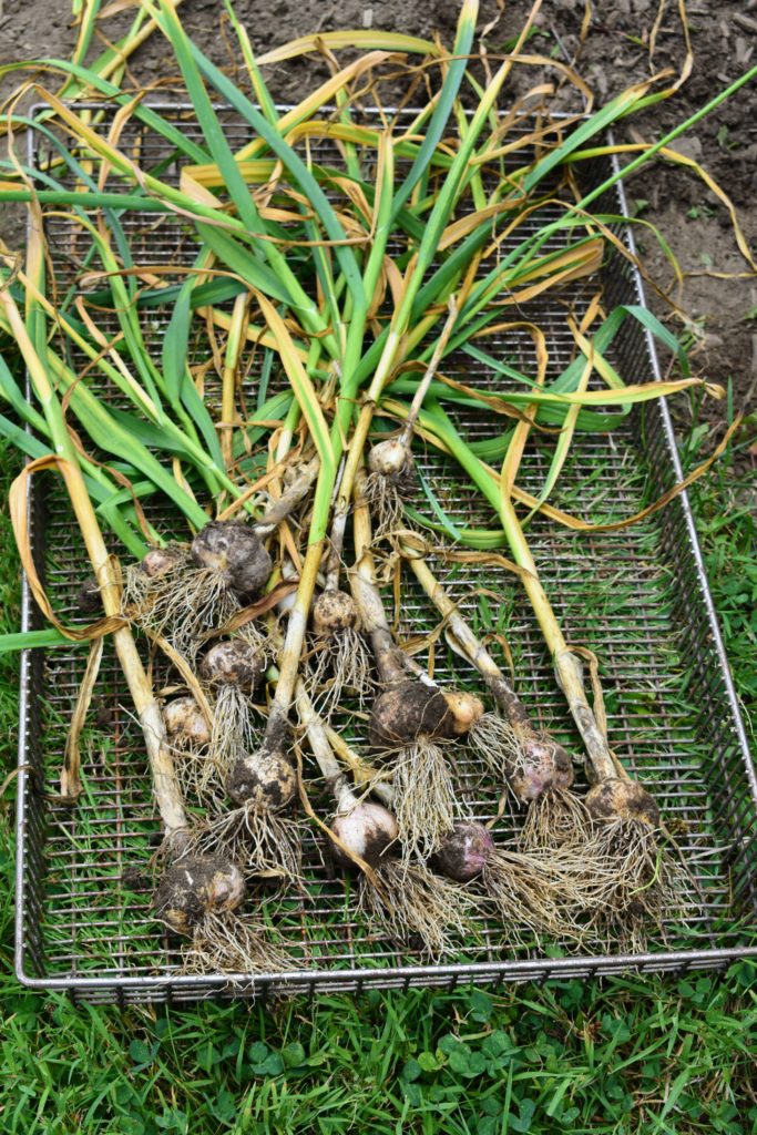The Martha Stewart Blog : Blog Archive Harvesting the Season's Garlic ...