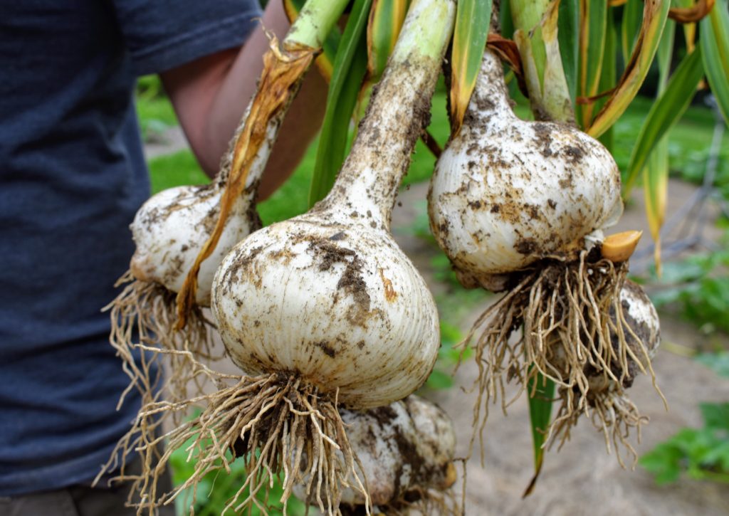 The Martha Stewart Blog : Blog Archive Harvesting the Season's Garlic ...