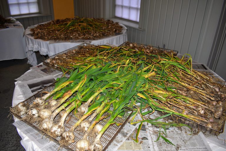 Harvesting the Season's Garlic - The Martha Stewart Blog