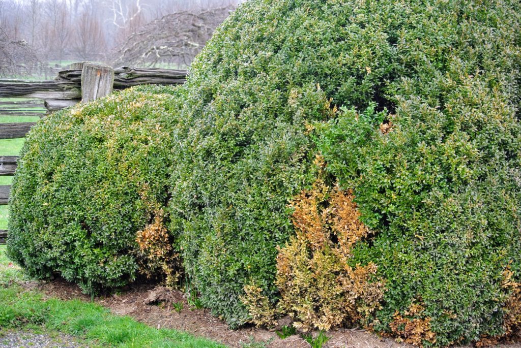 Caring for the Boxwood at My Farm - The Martha Stewart Blog