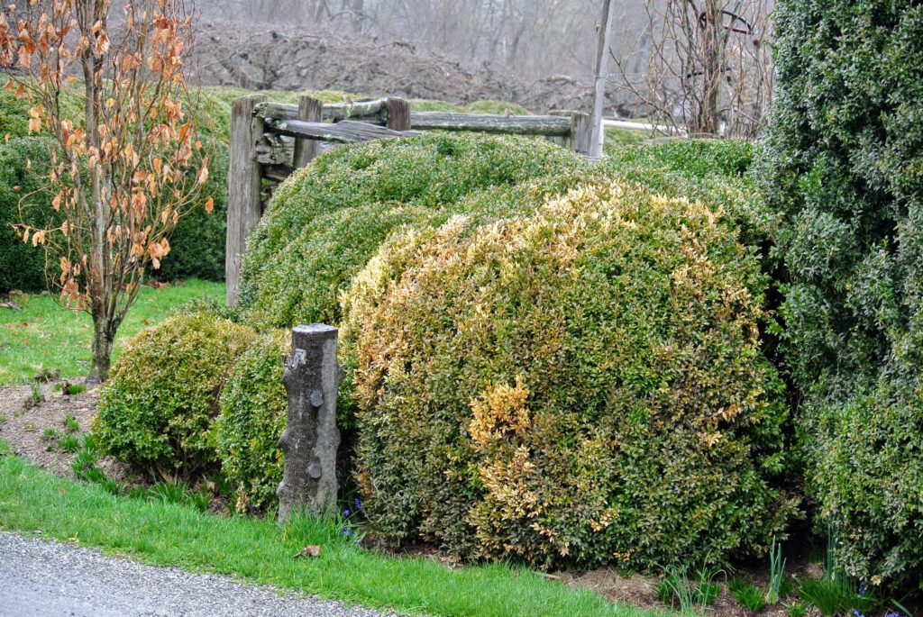 Caring for the Boxwood at My Farm - The Martha Stewart Blog